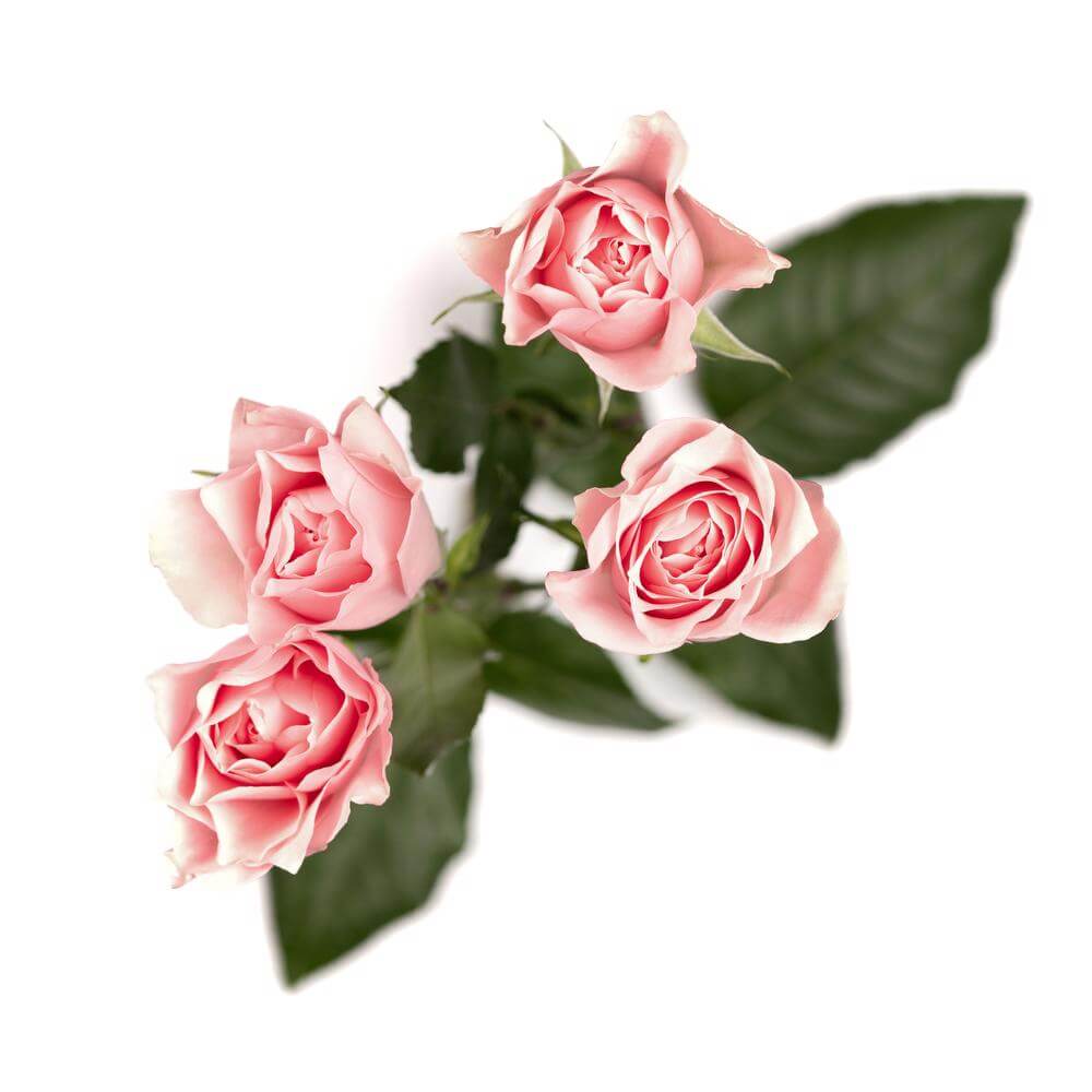 Pink Irischka - Spray Rose - Esmeralda Farms Wholesale Flowers