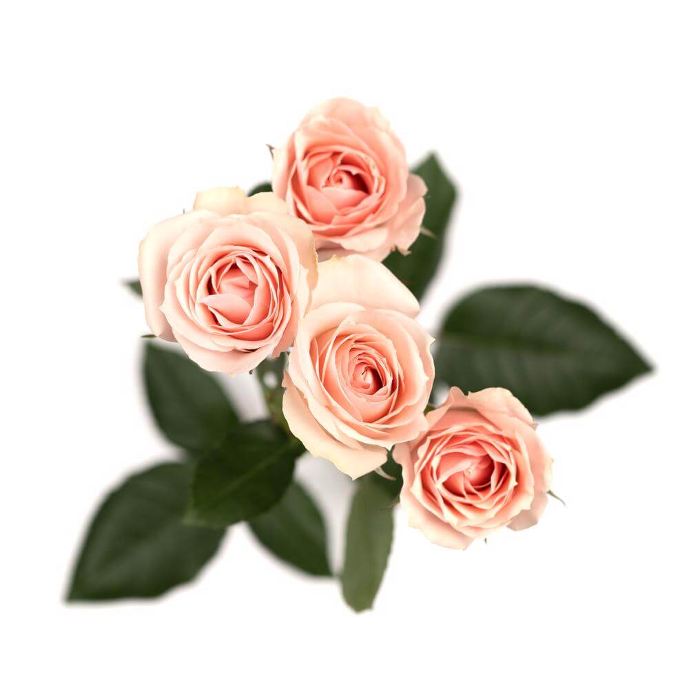 Pink Majolica - Spray Rose - Esmeralda Farms Wholesale Flowers
