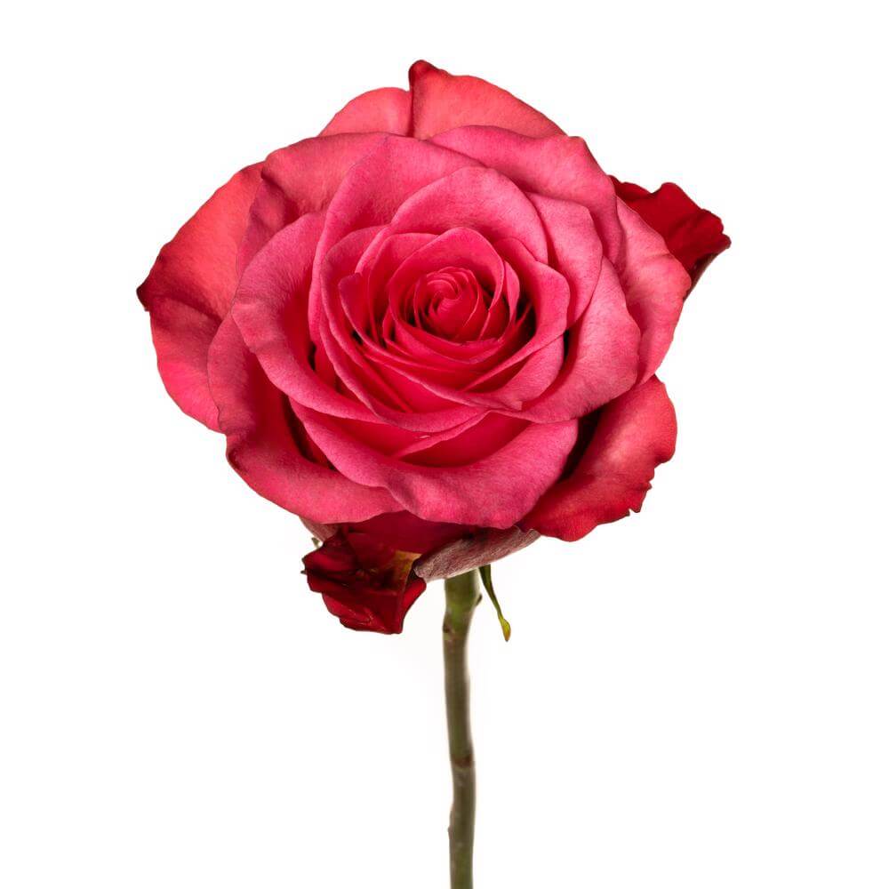 Hilux - Rose - Esmeralda Farms Wholesale Flowers