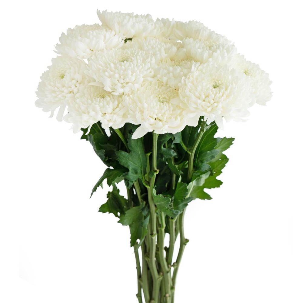 Ganache Esfera - Disbud - Esmeralda Farms Wholesale Flowers