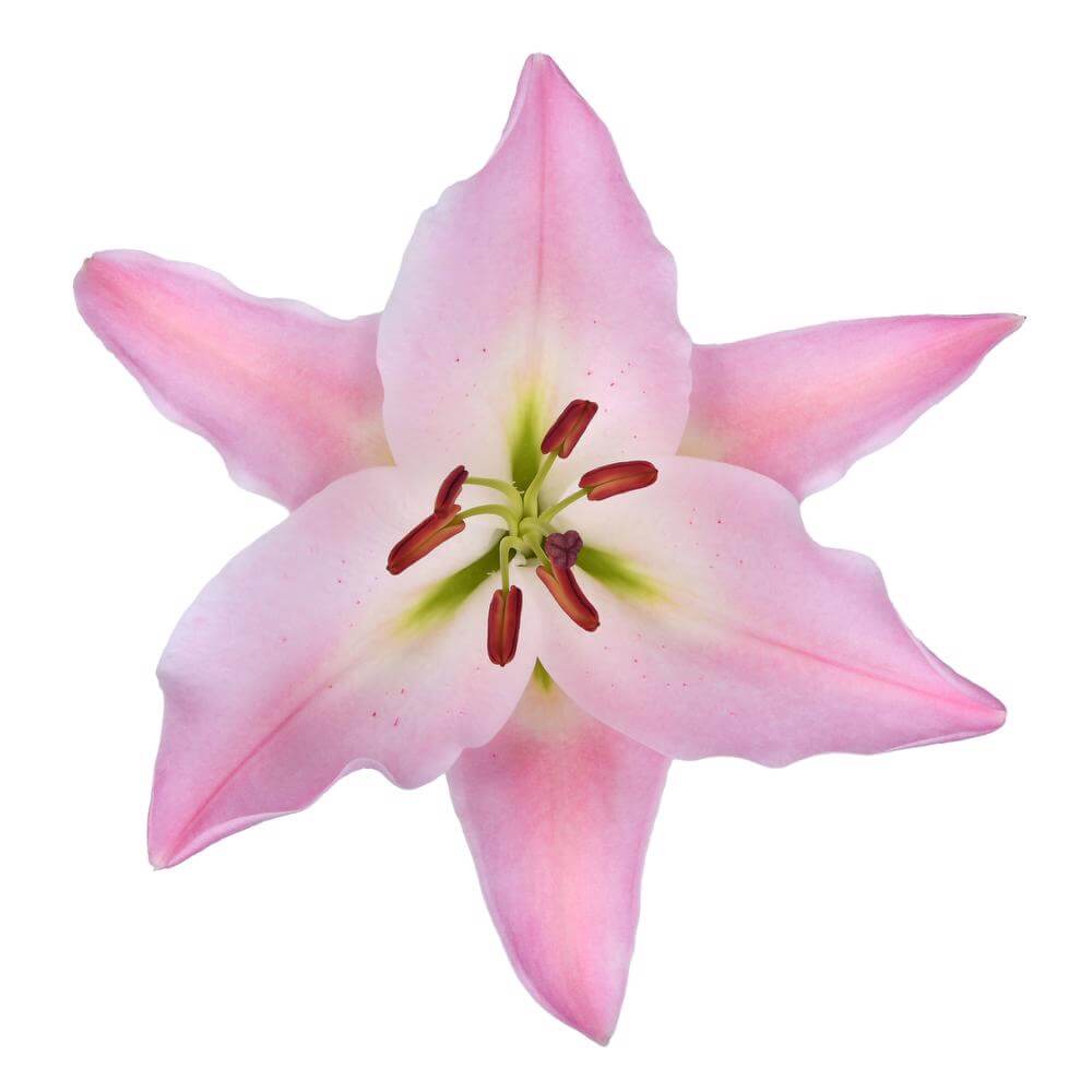 Tabledance - Oriental Lily - Esmeralda Farms Wholesale Flowers