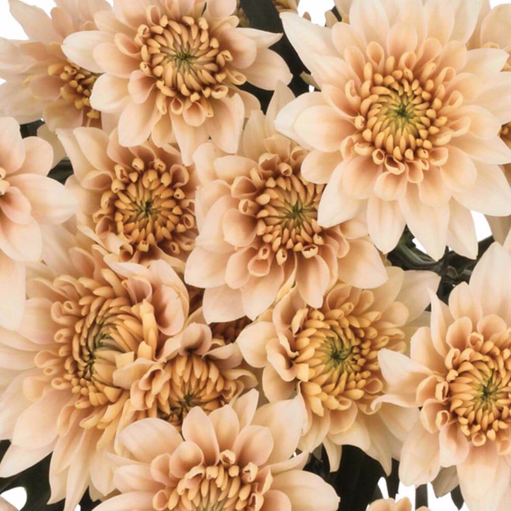 Champagne - Pompom - Esmeralda Farms Wholesale Flowers