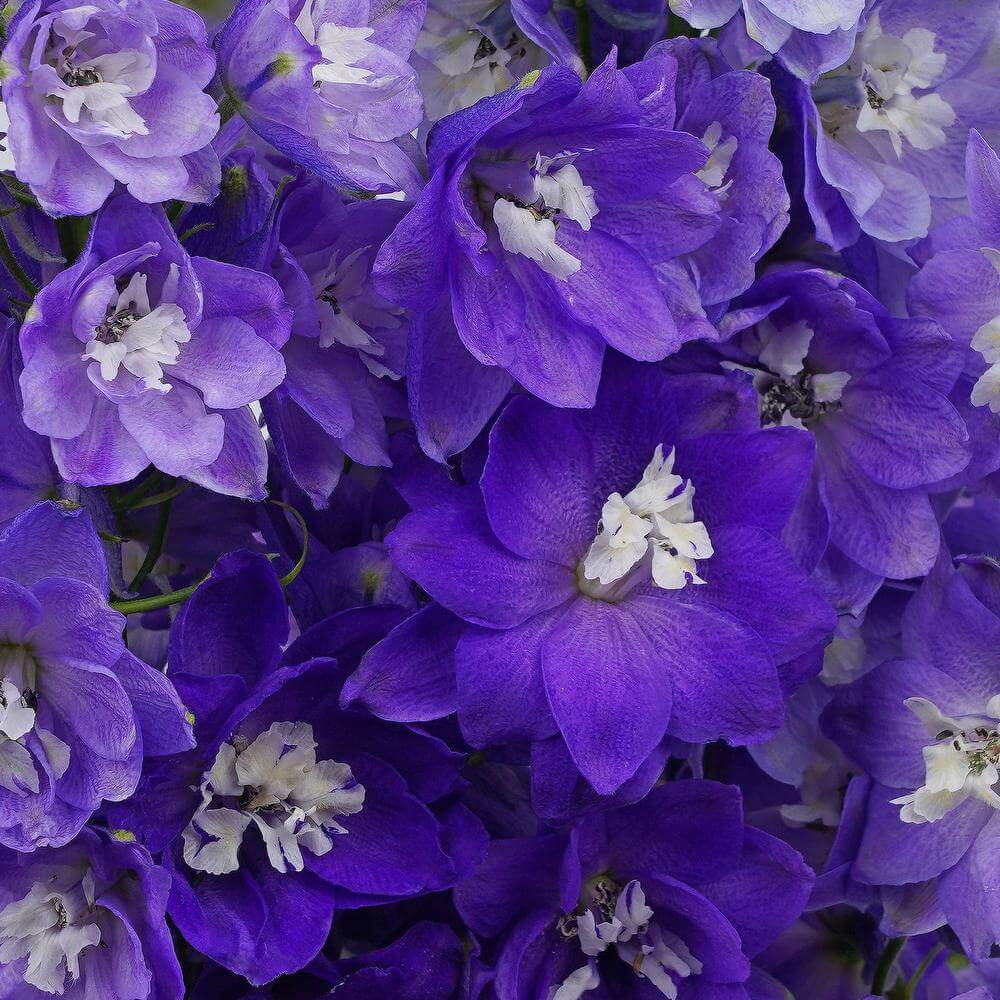 Obsessed With This Shocking Blue Delphinium This Photo
