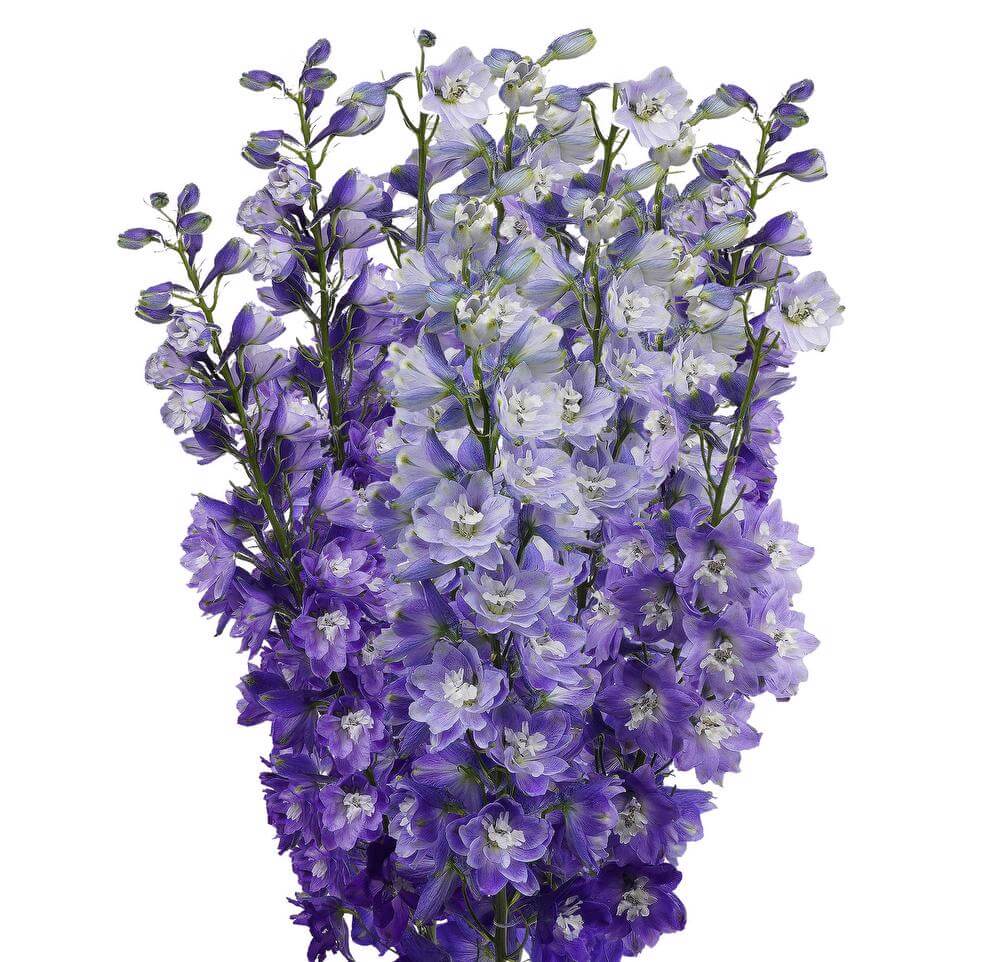 Pacific Blue Bird - Delphinium - Esmeralda Farms Wholesale Flowers