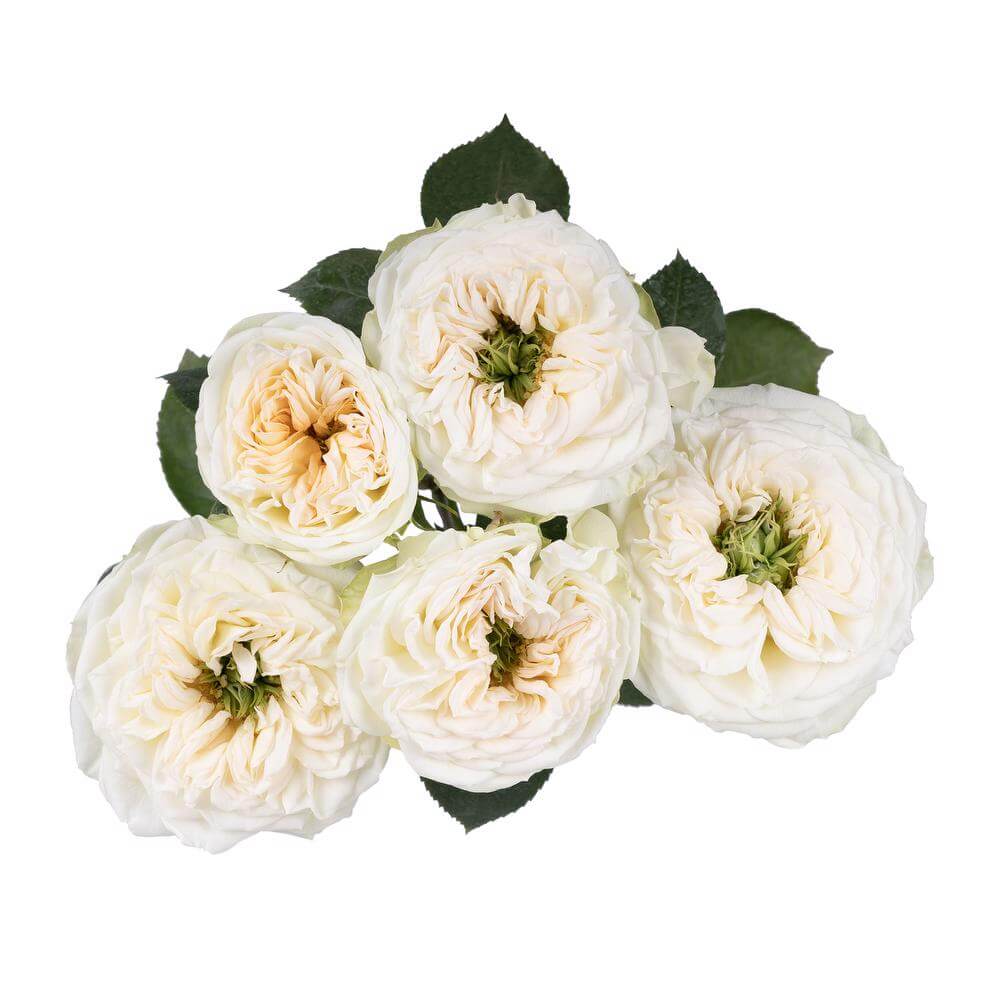 Star Blush - Spray Rose - Esmeralda Farms Wholesale Flowers