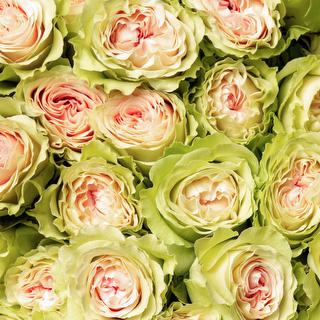 Flowers Poster- Esmeralda Wholesale Flowers