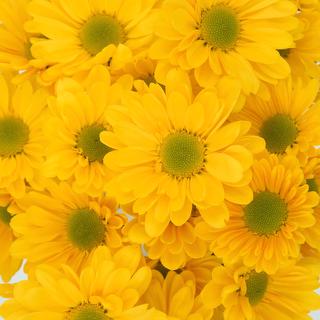 Flowers Poster- Esmeralda Wholesale Flowers