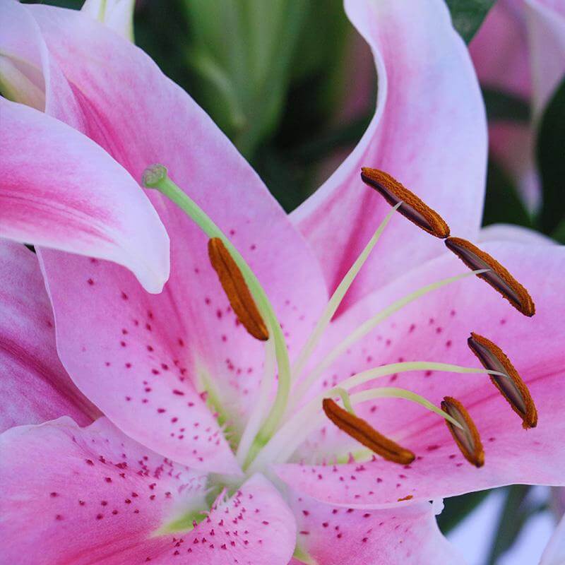 Resources - Esmeralda Wholesale Flowers